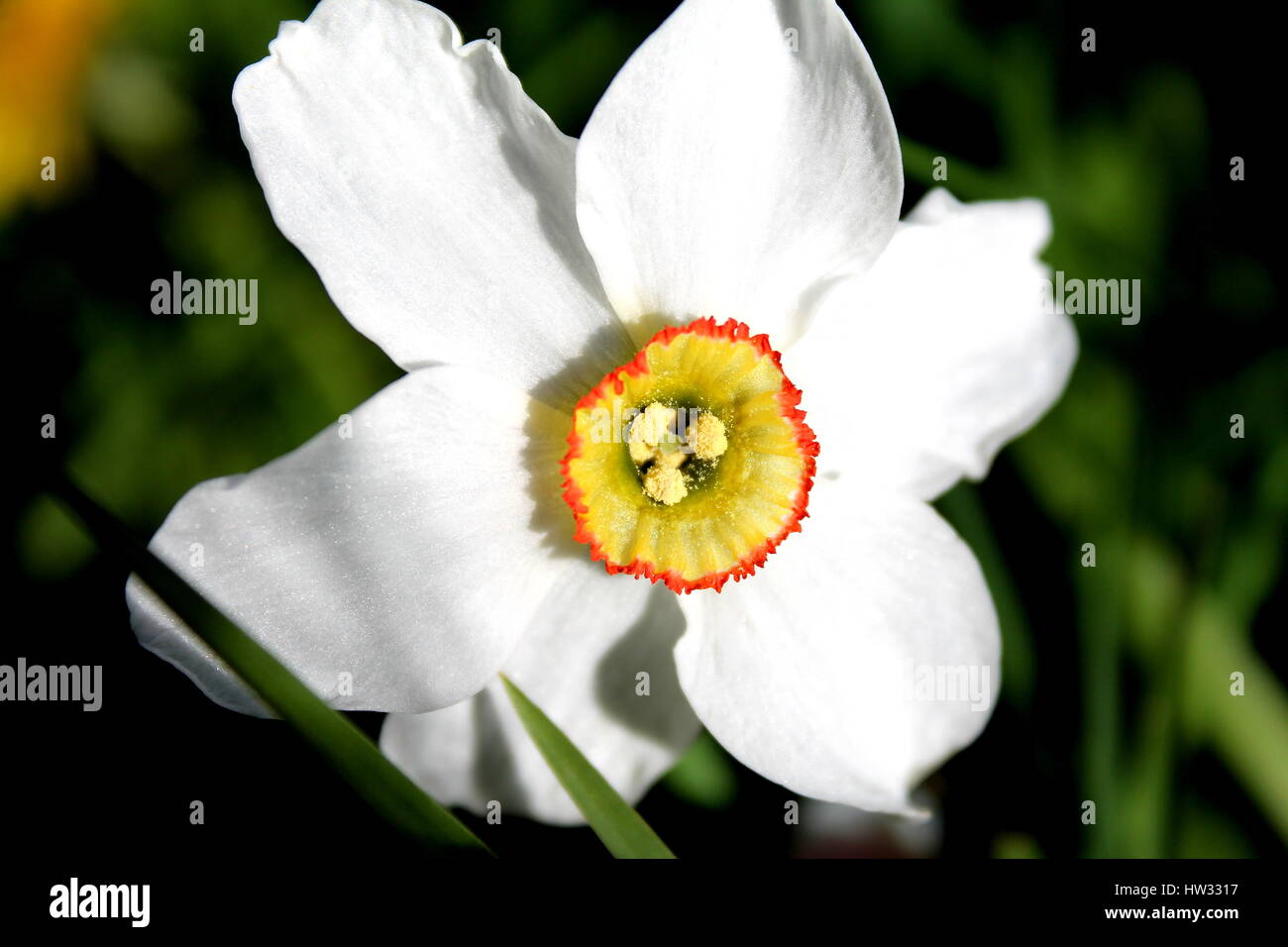 Estonian garden hi-res stock photography and images - Alamy