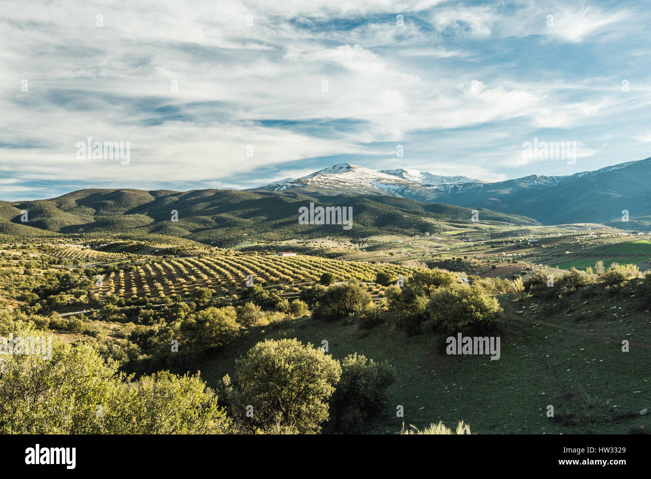 Panoramic view over olive trees and Sierra Nevada,Spain Stock Photo - Alamy