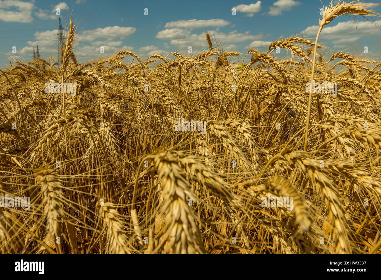 ears of corn in the field Stock Photo - Alamy