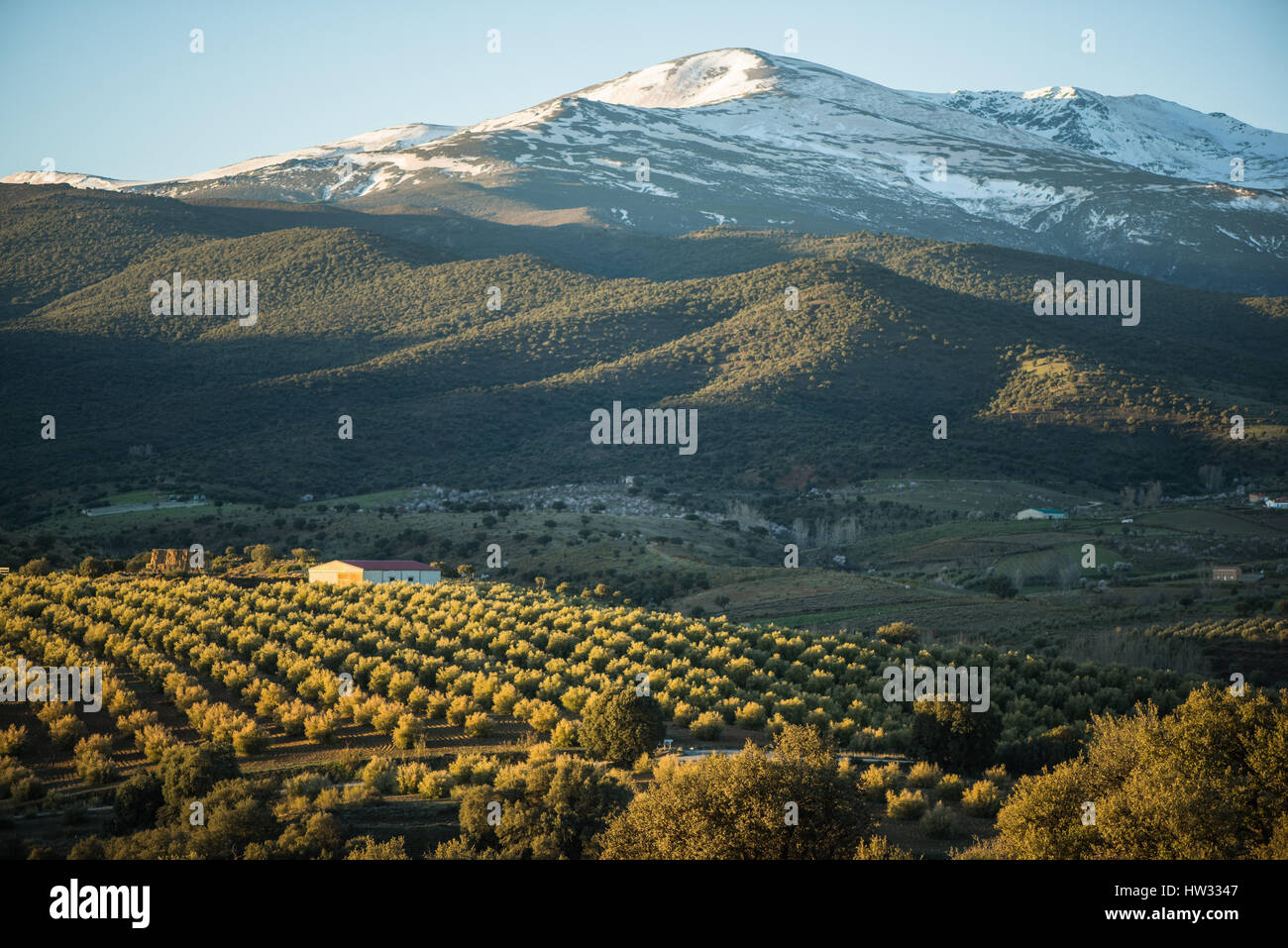 Panoramic view over olive trees and Sierra Nevada,Spain Stock Photo - Alamy