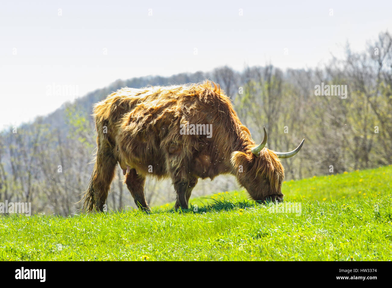 Highland cow in their field Stock Photo - Alamy