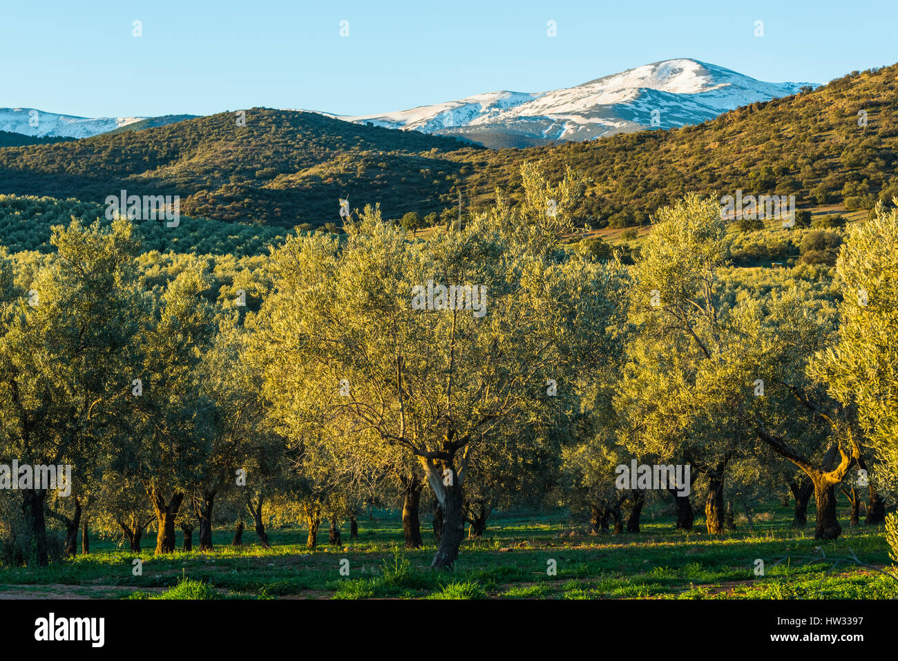 Panoramic view over olive trees and Sierra Nevada,Spain Stock Photo - Alamy