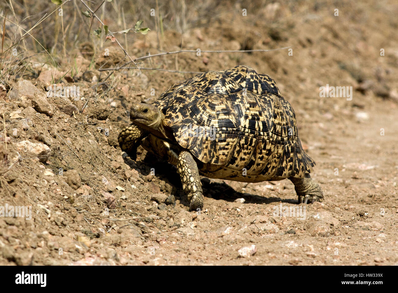 Leopard Tortoise in South Africa Stock Photo - Alamy
