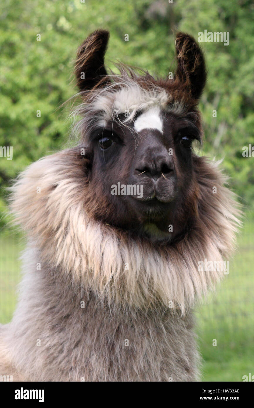 Lama relative hi-res stock photography and images - Alamy