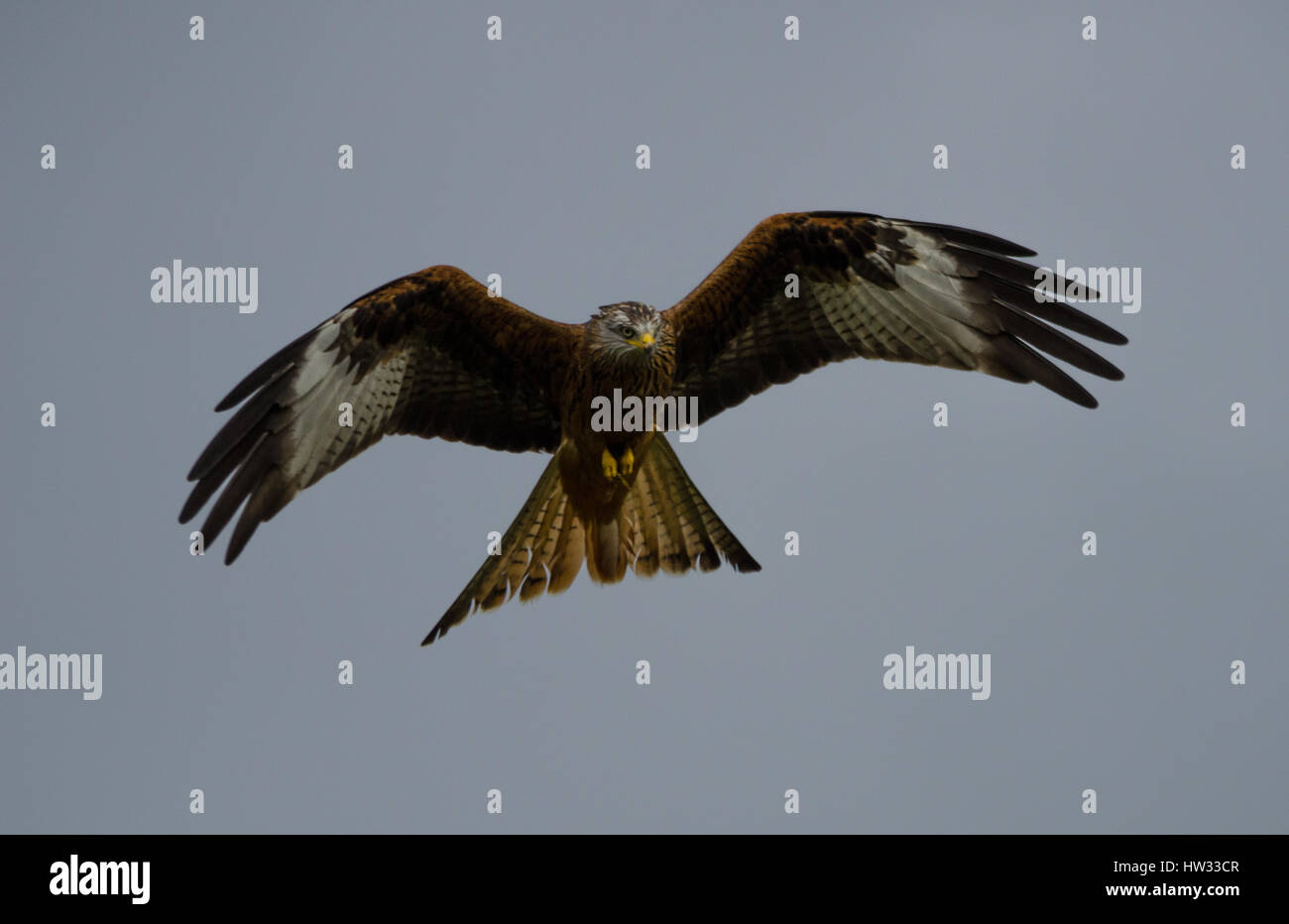 Red Kite bird flying in the sky at Gigrin Farm, Rhayader, Wales Stock ...