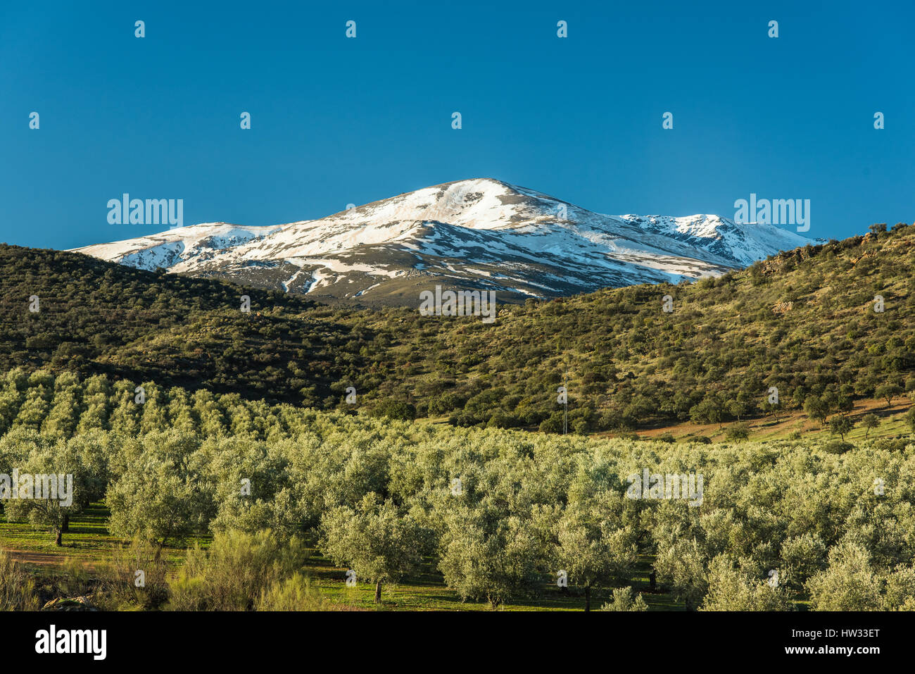 Olive trees plantation sierra hi-res stock photography and images - Alamy