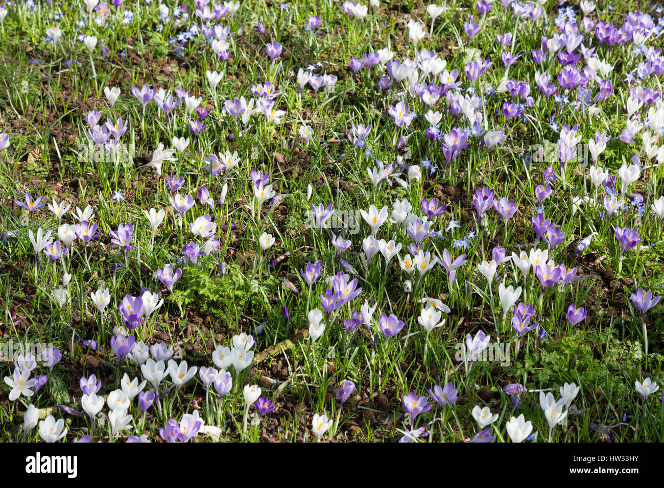 Crocus Field High Resolution Stock Photography and Images - Alamy