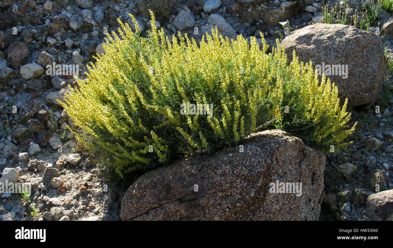 White Bursage or burro-weed, Ambrosia dumosa is a ragweed yellow and ...