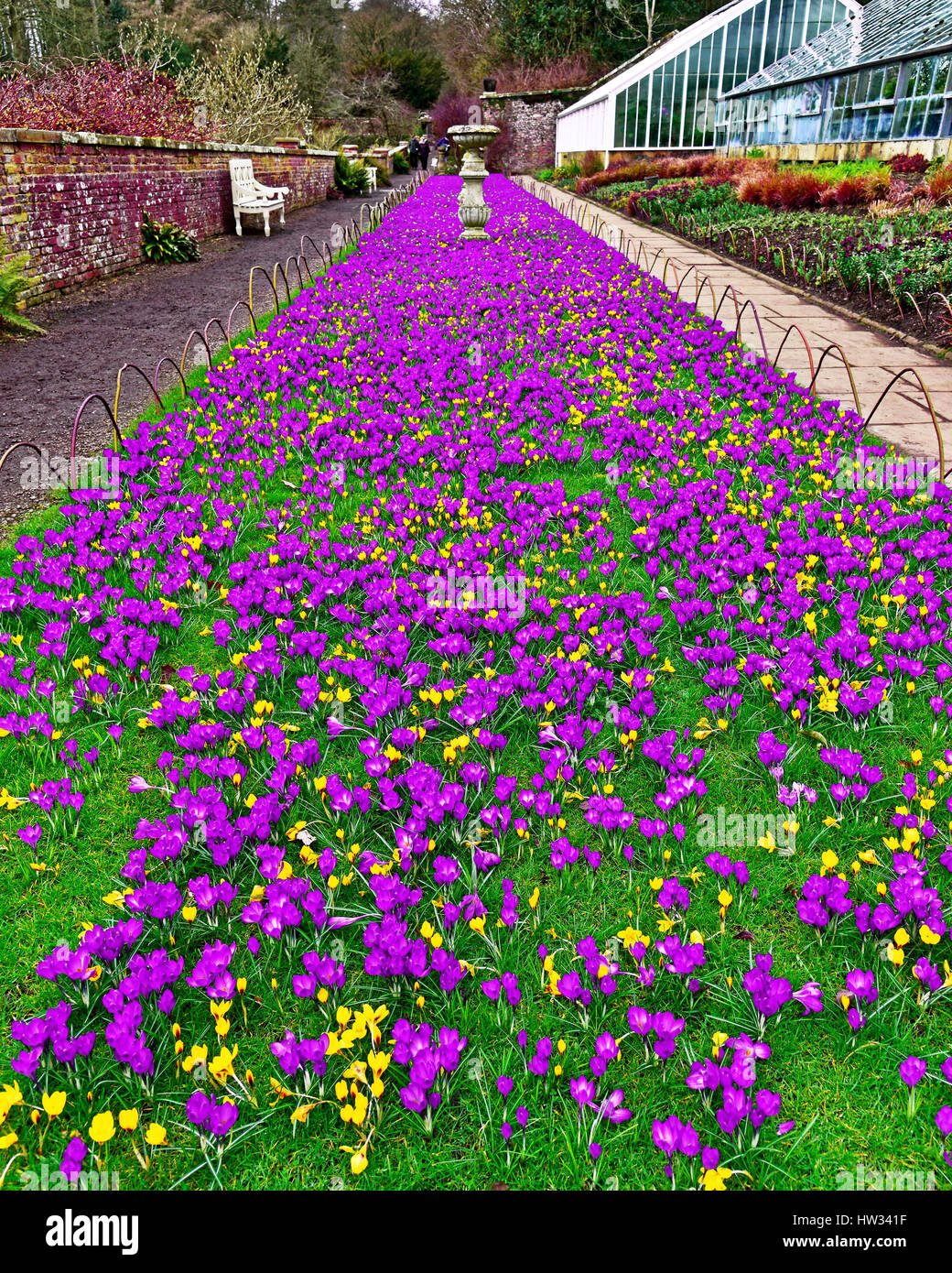 Crocus beds at Wallington Hall Northumberland National Trust Stock ...