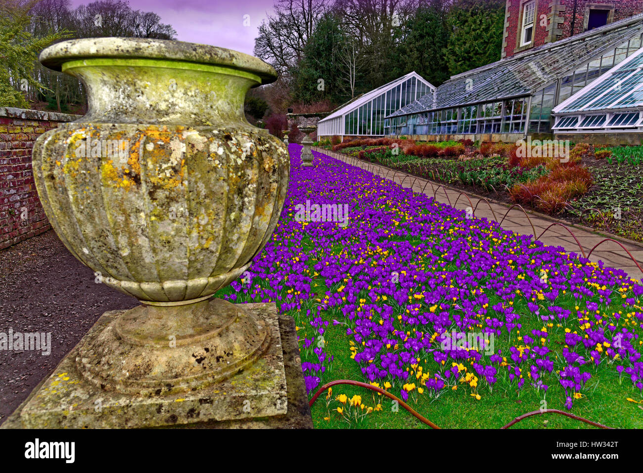 Crocus beds at Wallington Hall Northumberland National Trust Stock ...