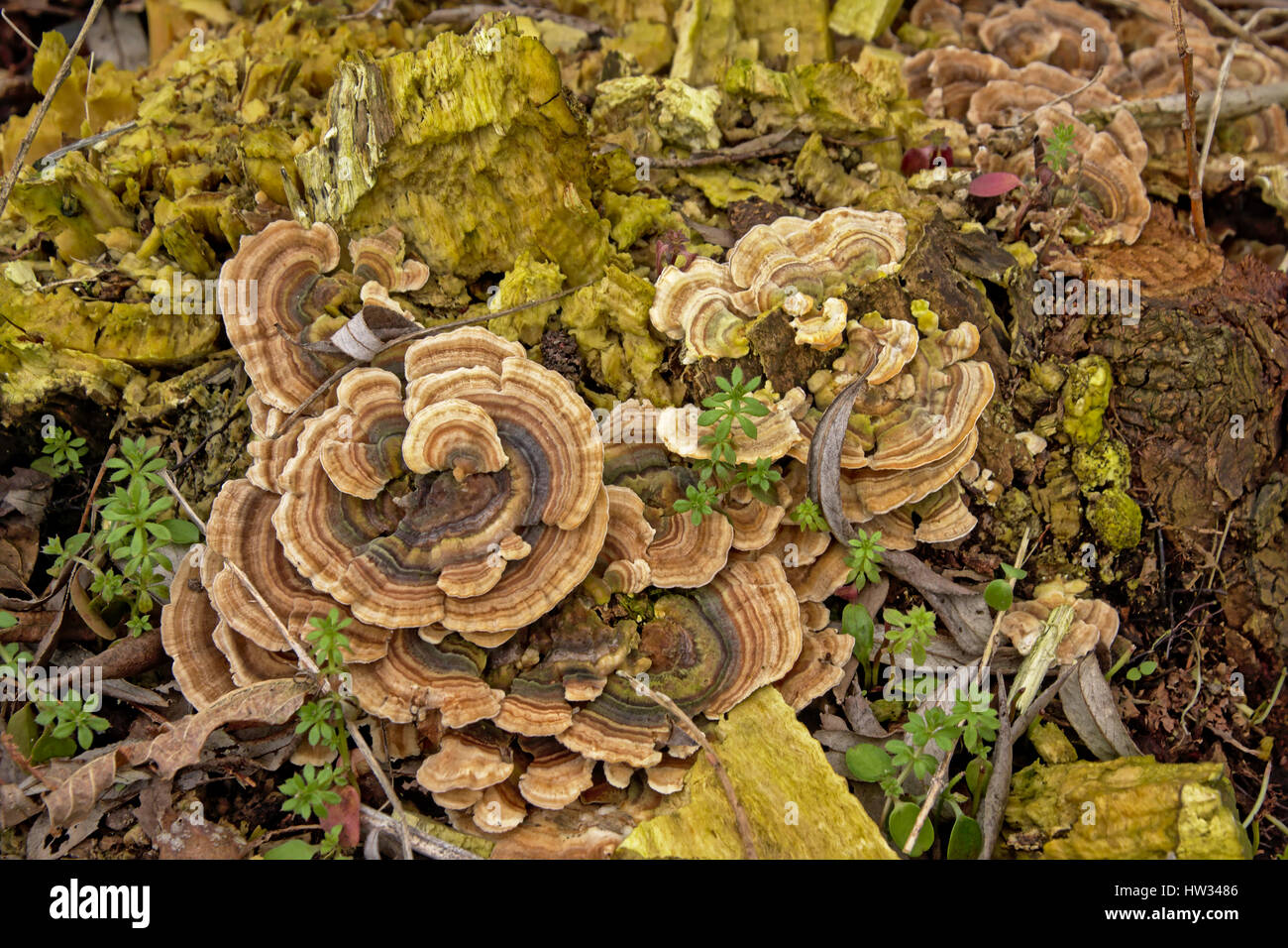 Turkey tail mushrooms, also known as Trametes versicolor, Coriolus ...