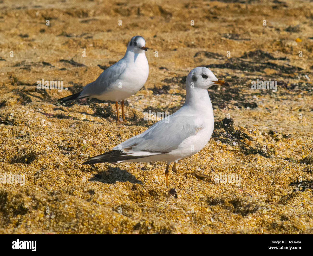The beagulls walking along the sandy beach Stock Photo - Alamy