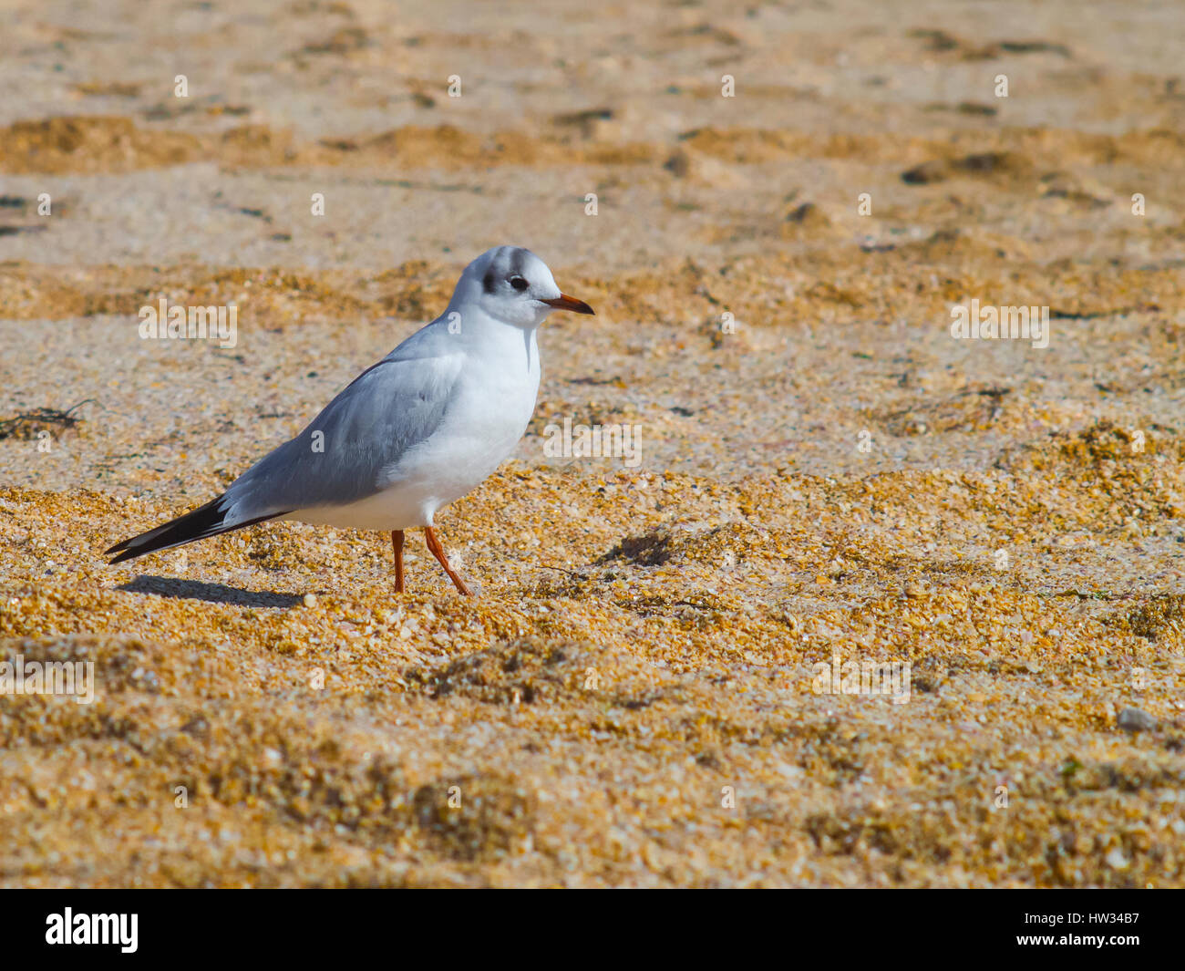 The lovely seagull walking on the beach Stock Photo - Alamy