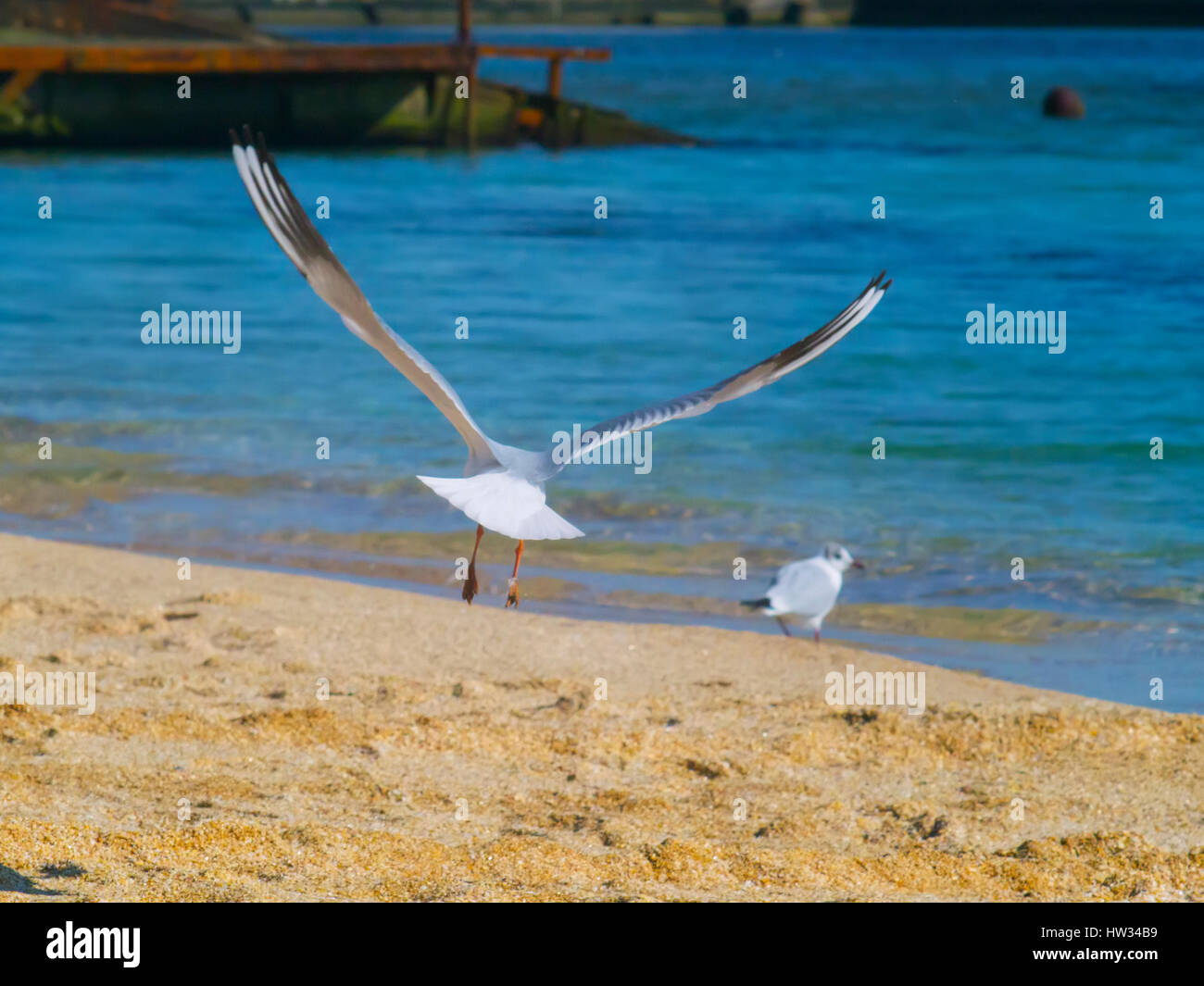 The cute seagull flying over the beach Stock Photo - Alamy