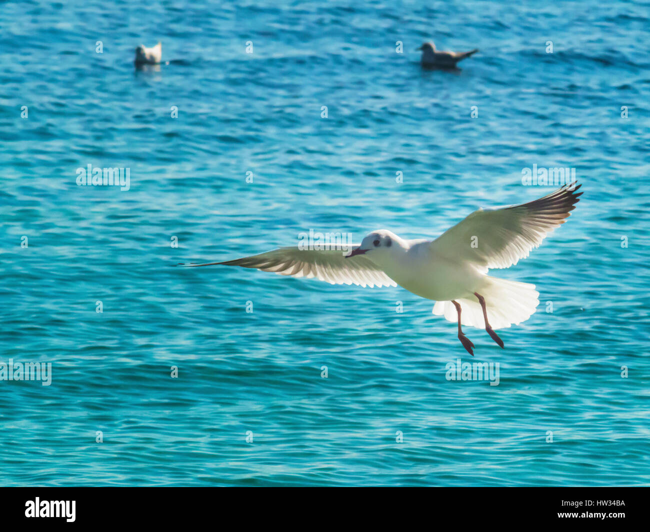 Cute seagull hi-res stock photography and images - Alamy