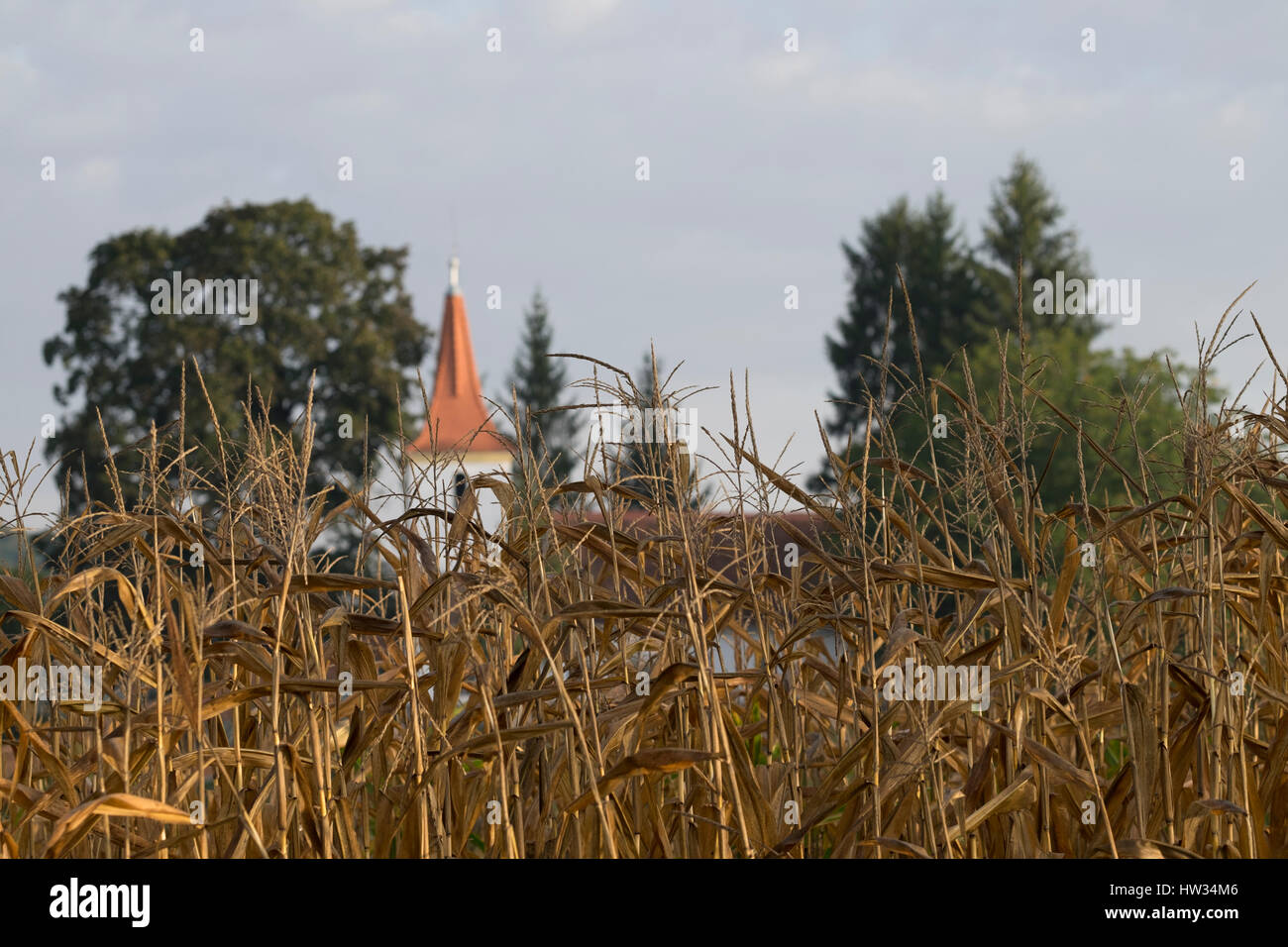 Cornfields and pastures outside the Saxon village of Apold, in Mures ...