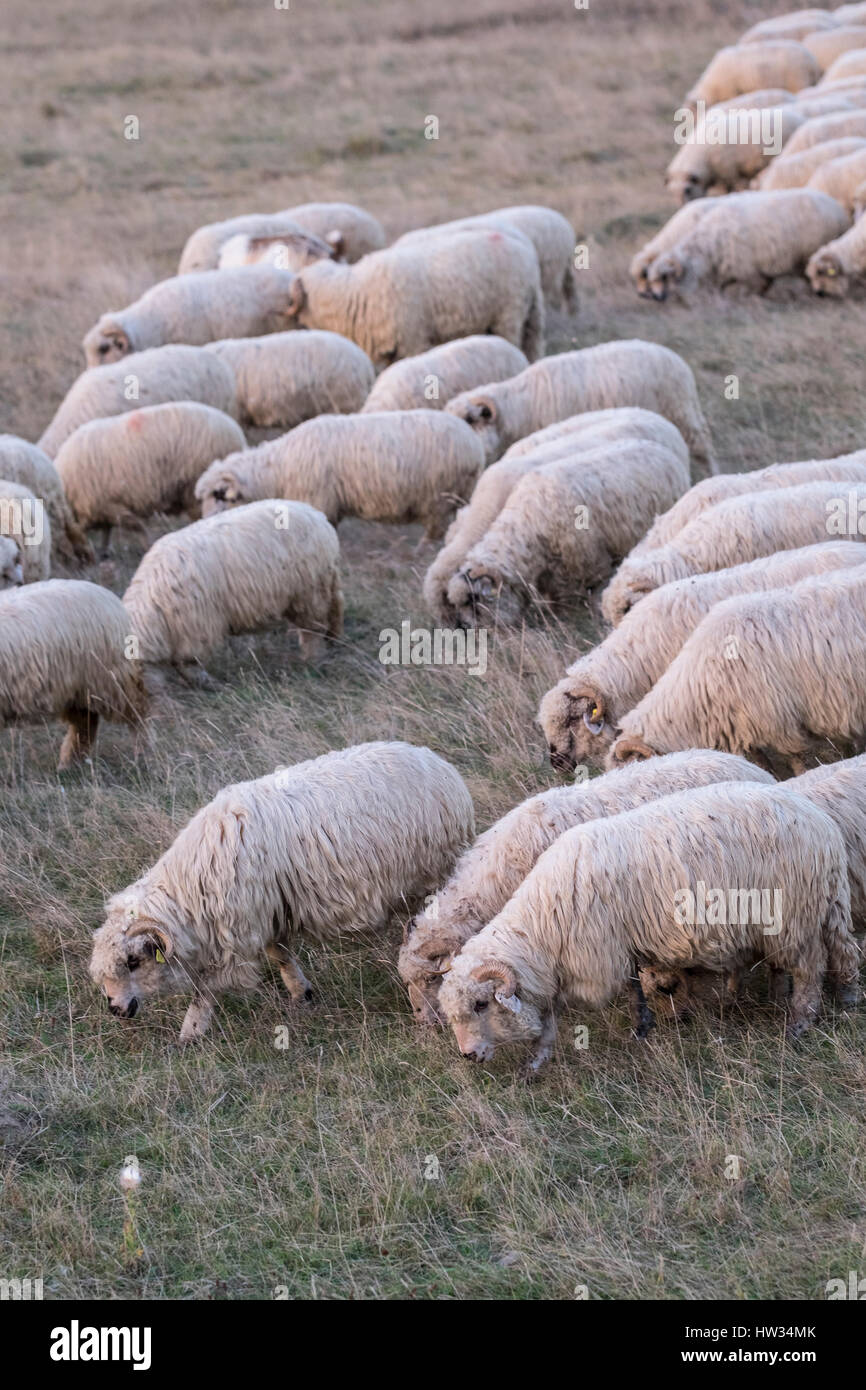 A flock of sheep grazing on the rolling hillsides of the Saxon lands in ...