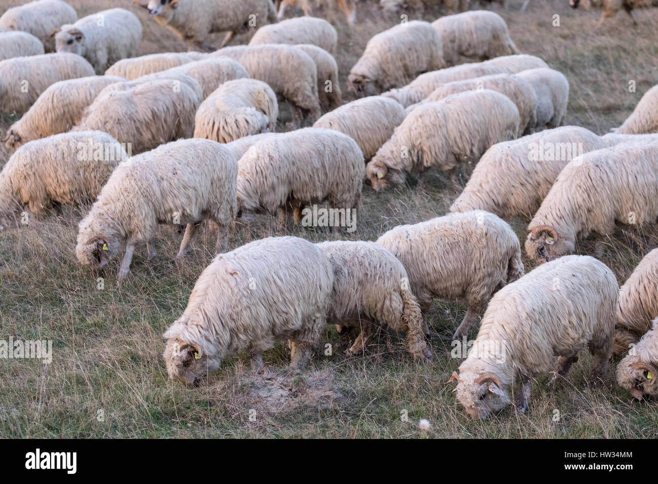 A flock of sheep grazing on the rolling hillsides of the Saxon lands in ...