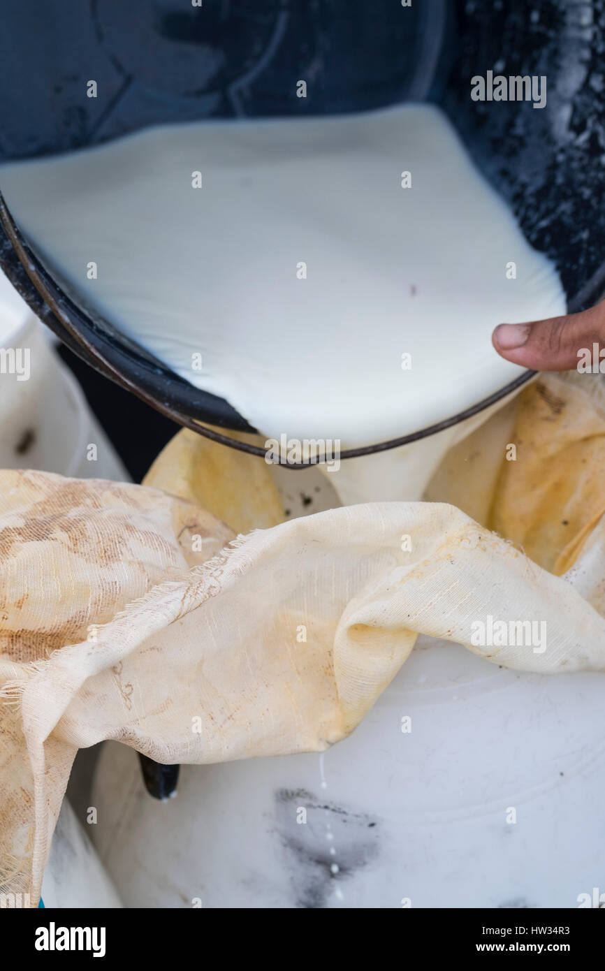Pouring fresh cows milk from a bucket into large container in the rural ...