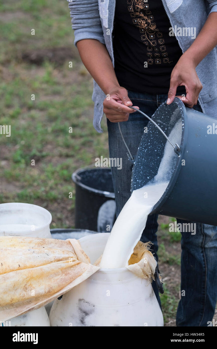 Pouring fresh cows milk from a bucket into large container in the rural ...