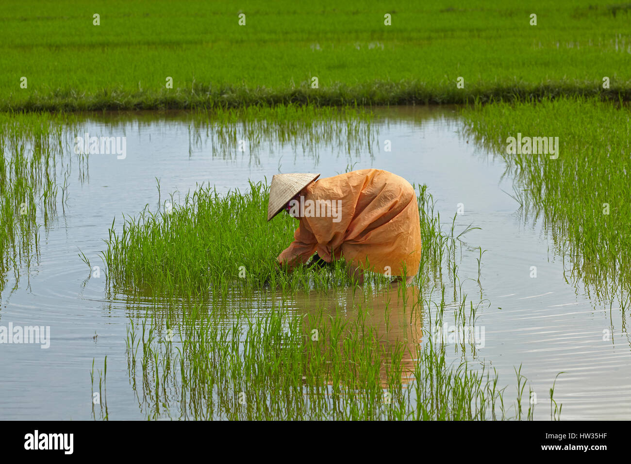 Asian rice paddy field worker hi-res stock photography and images - Alamy