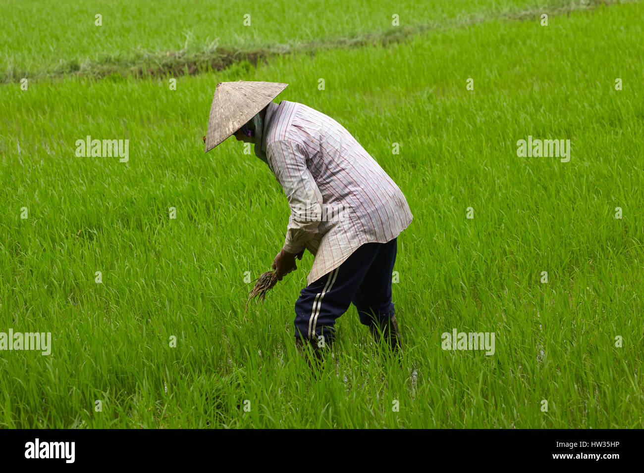 Asian rice paddy field worker hi-res stock photography and images - Alamy