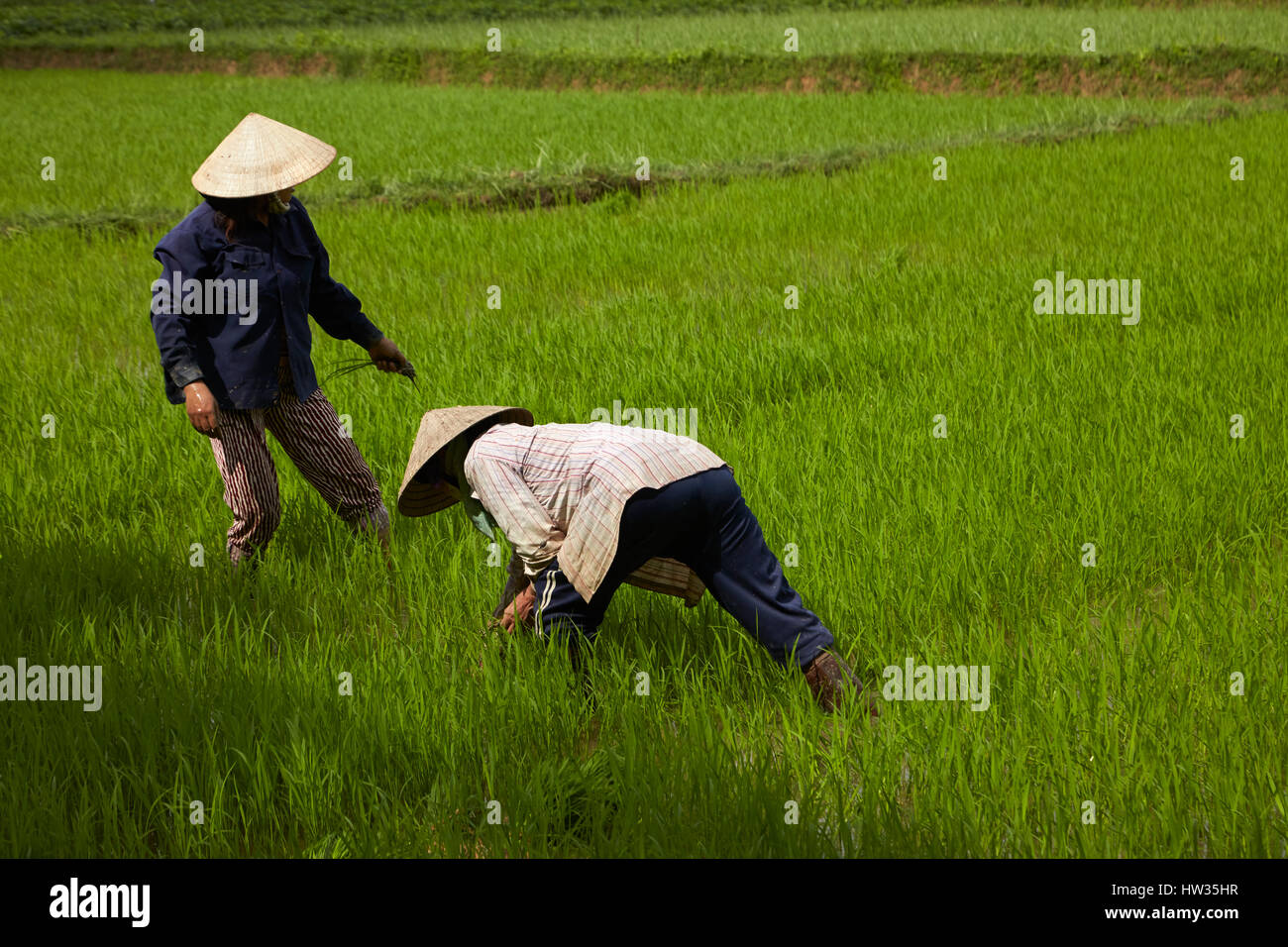 Rice Paddy Worker Costume