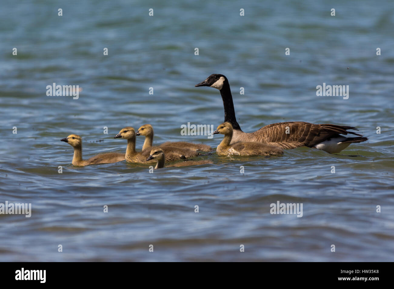 Adult branta canadensis hi-res stock photography and images - Alamy