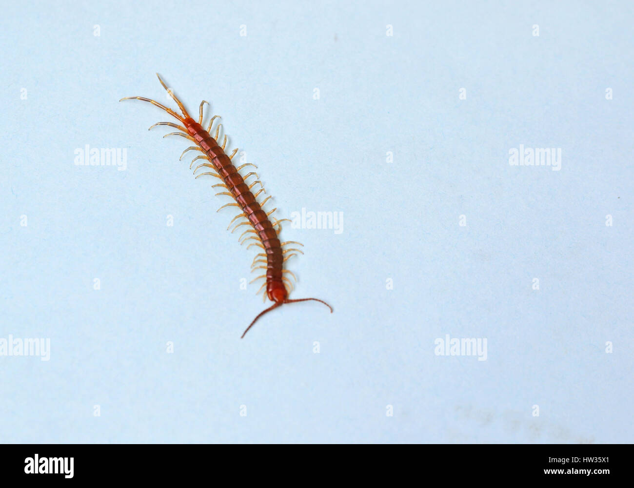 Kankhajura hi-res stock photography and images - Alamy