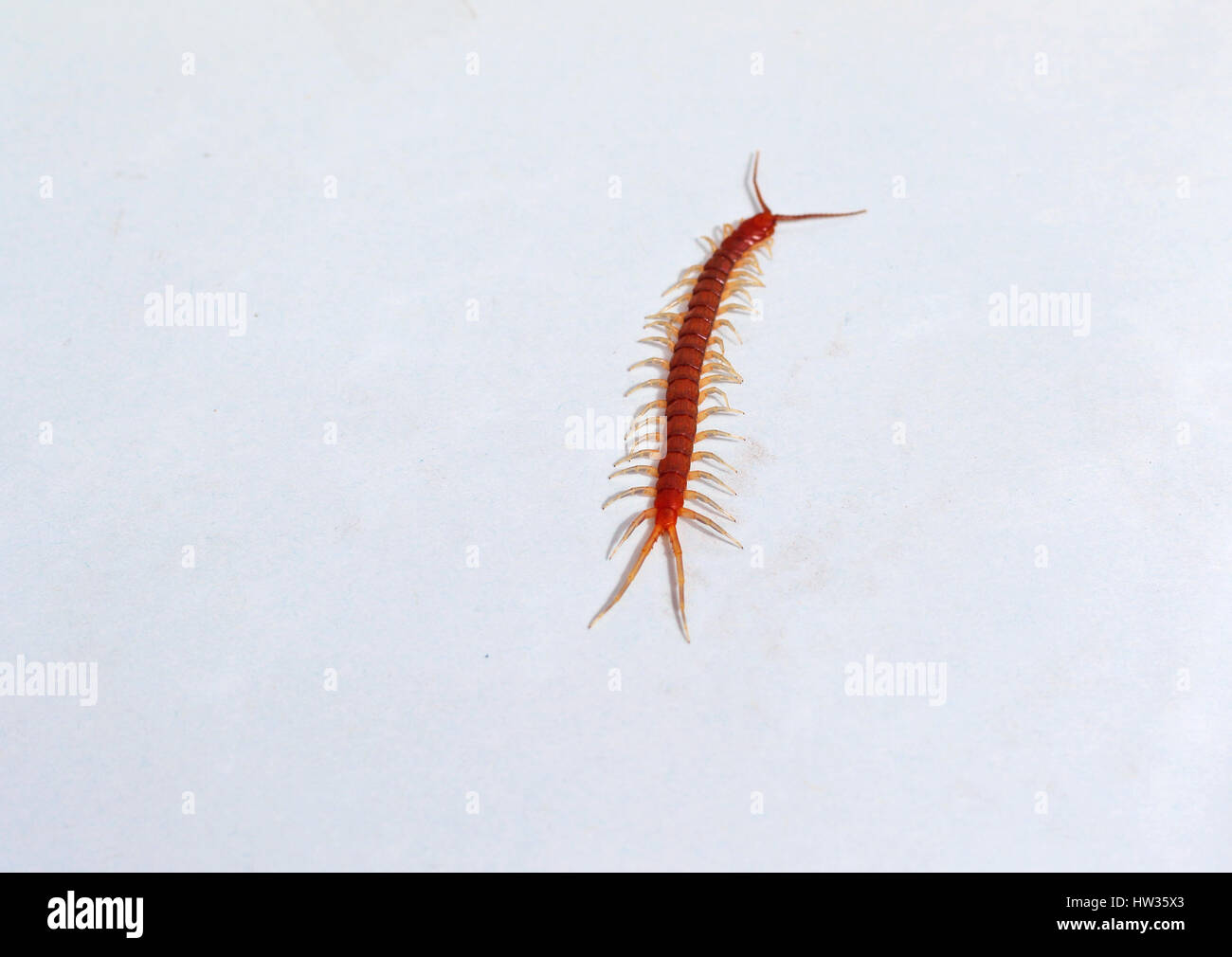 Kankhajura hi-res stock photography and images - Alamy