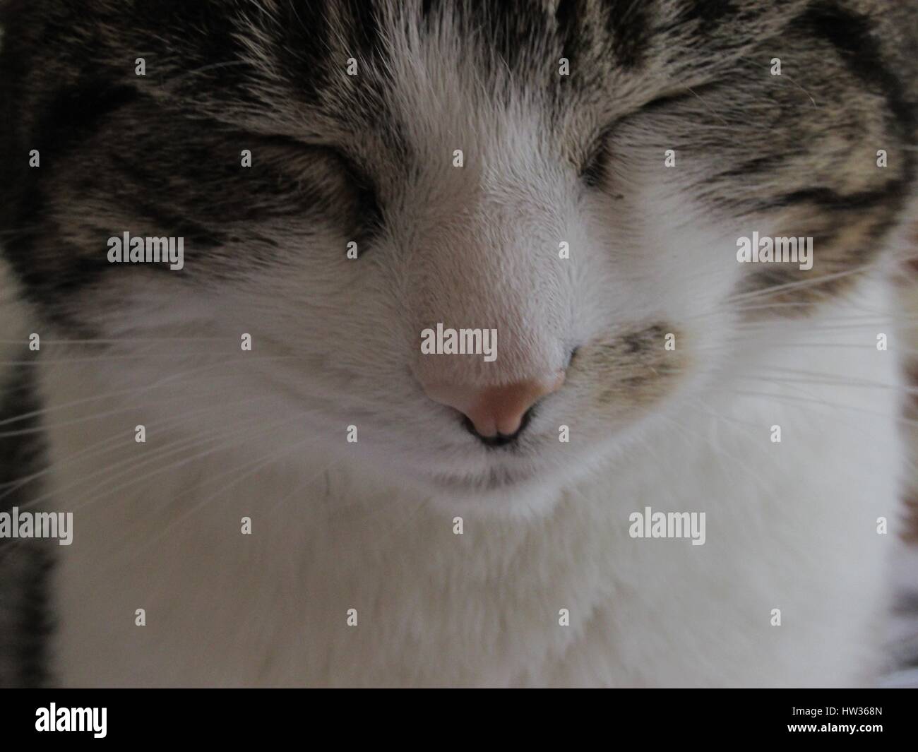 Close up of cat smiling at camera Stock Photo - Alamy