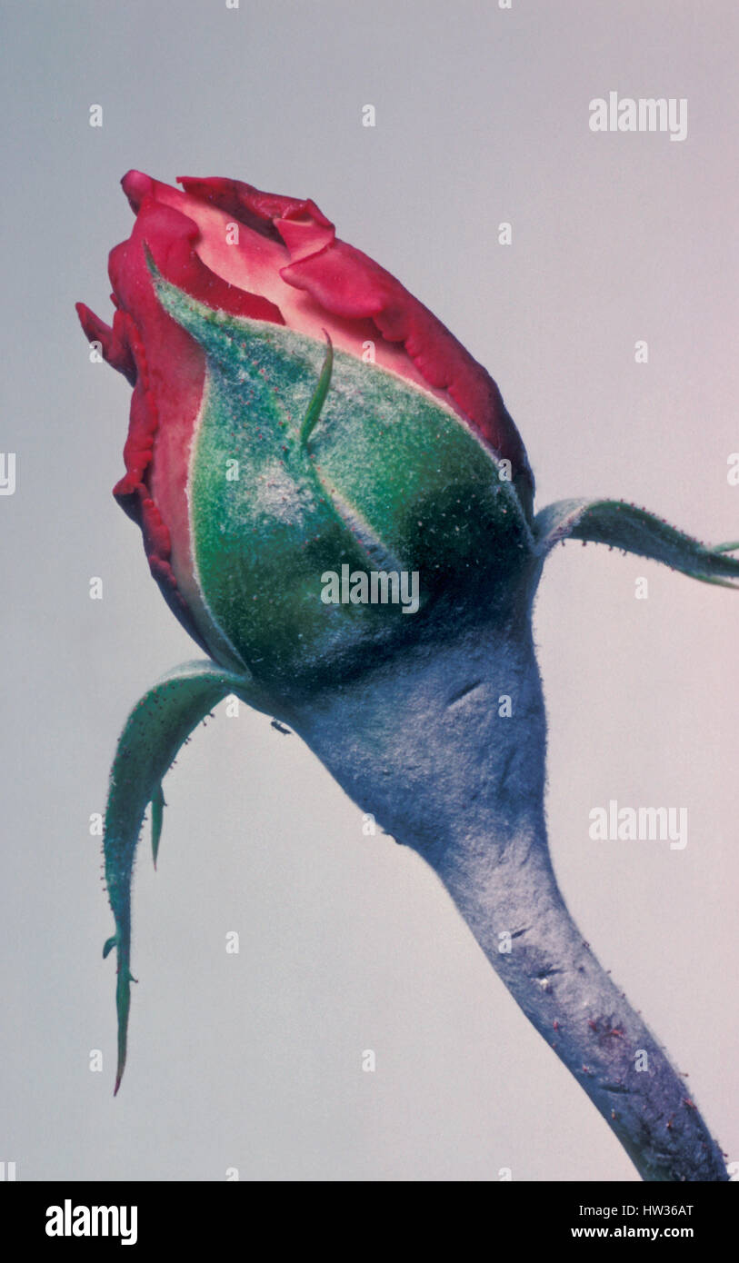 POWDERY MILDEW (OIDIUM SP.)ON UNOPENED ROSE Stock Photo - Alamy