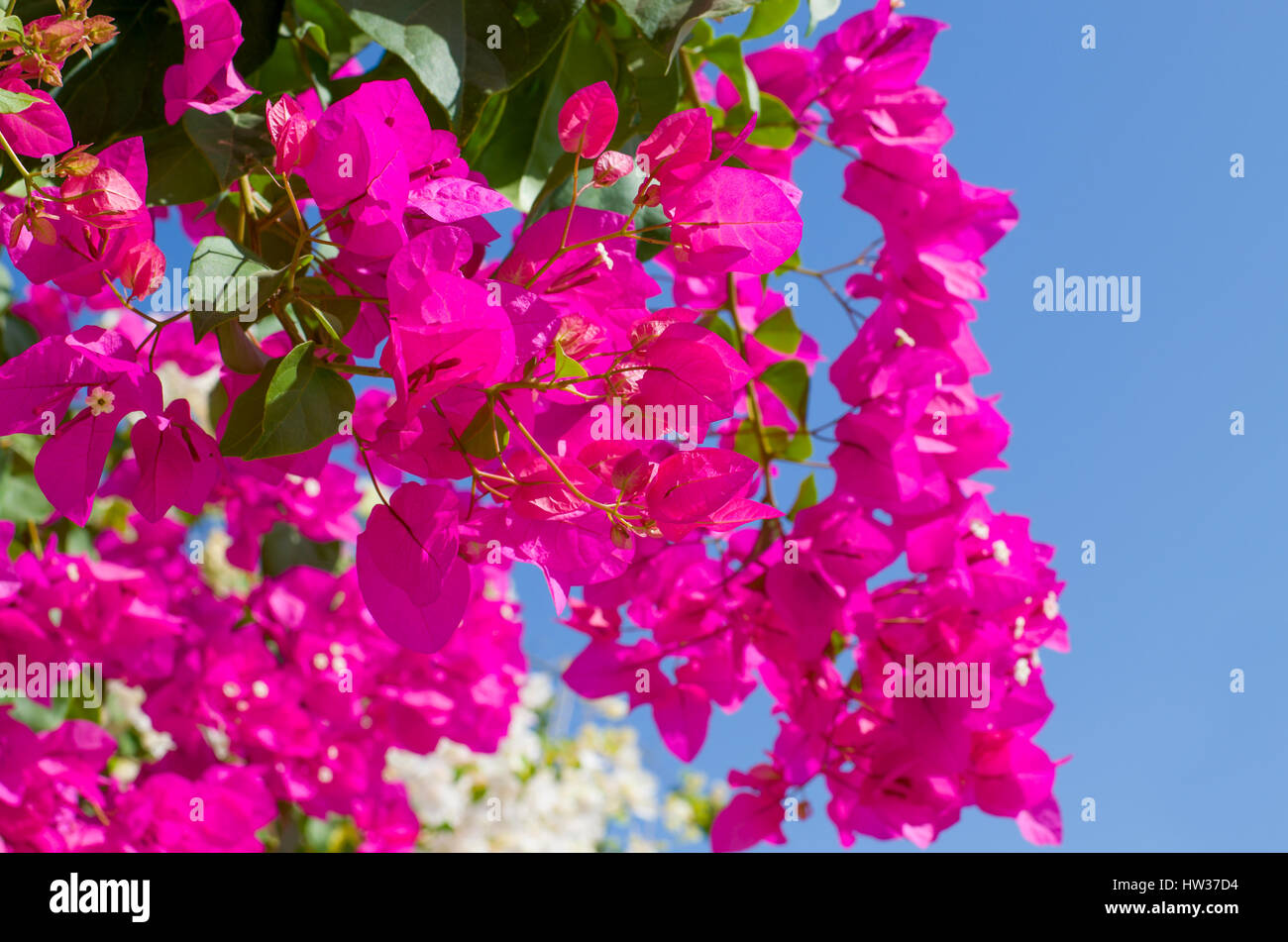 Tropical bush of Bugenvilliya with flowers Stock Photo - Alamy