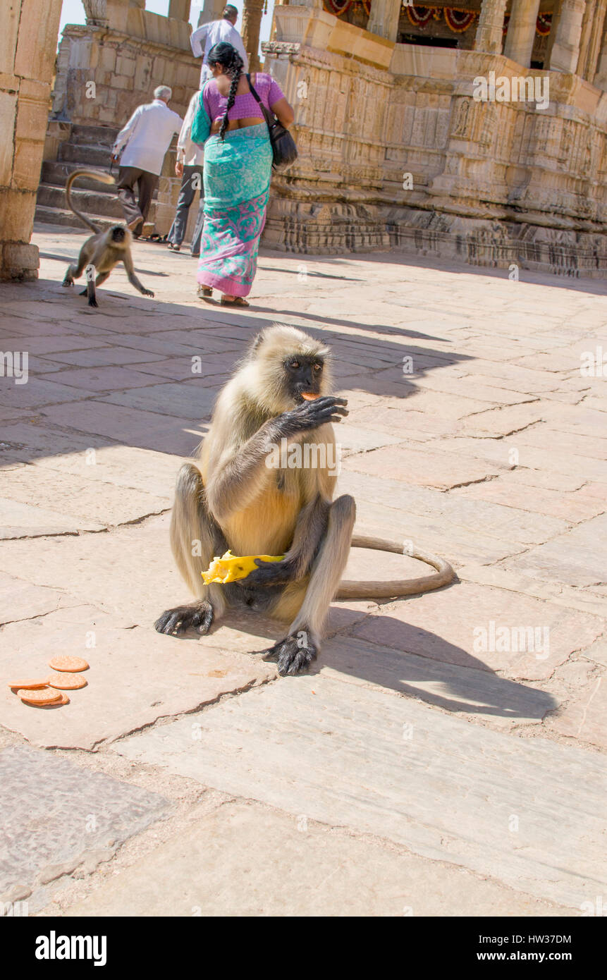 Monkey in india hi-res stock photography and images - Alamy