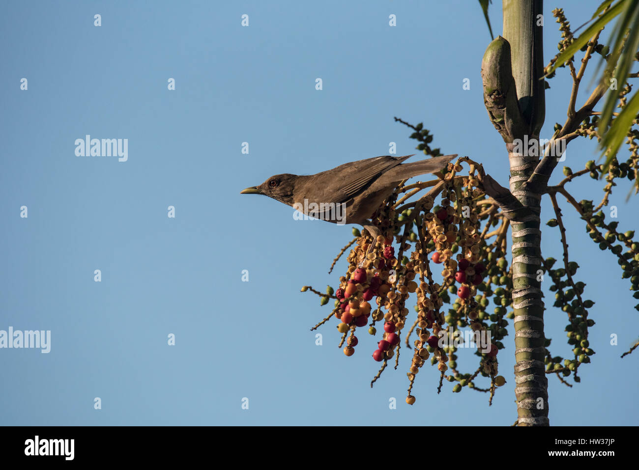 A Clay-colored Robin/ Thrush (Turdus grayi) feeding on the fruits of a ...