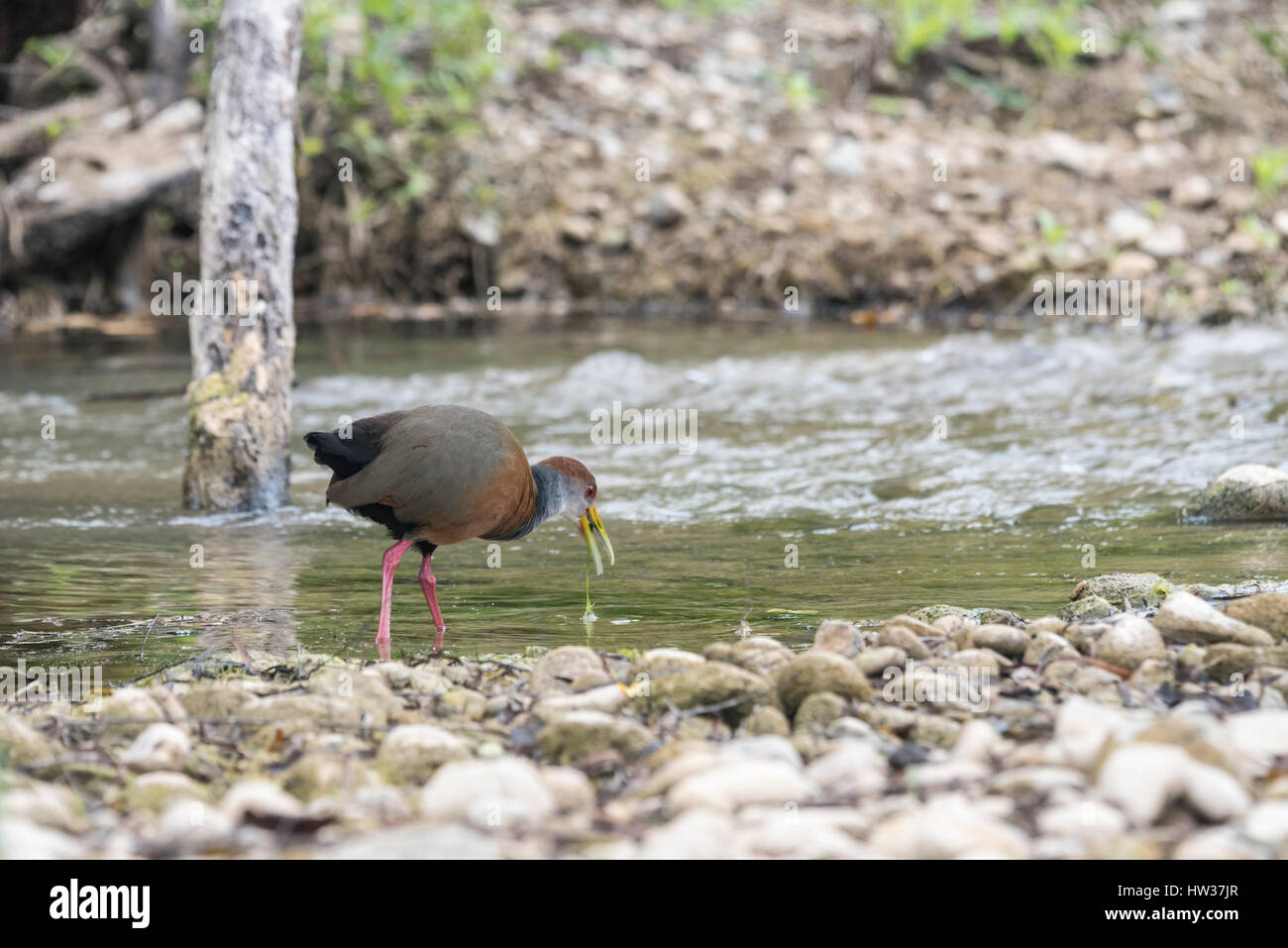 A Gray-necked Wood-Rail (Aramides cajanea) foraging on the bank of a ...