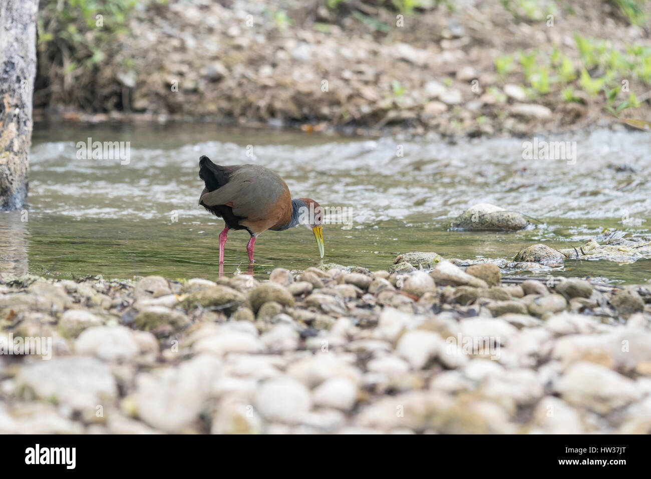 A Gray-necked Wood-Rail (Aramides cajanea) foraging on the bank of a ...