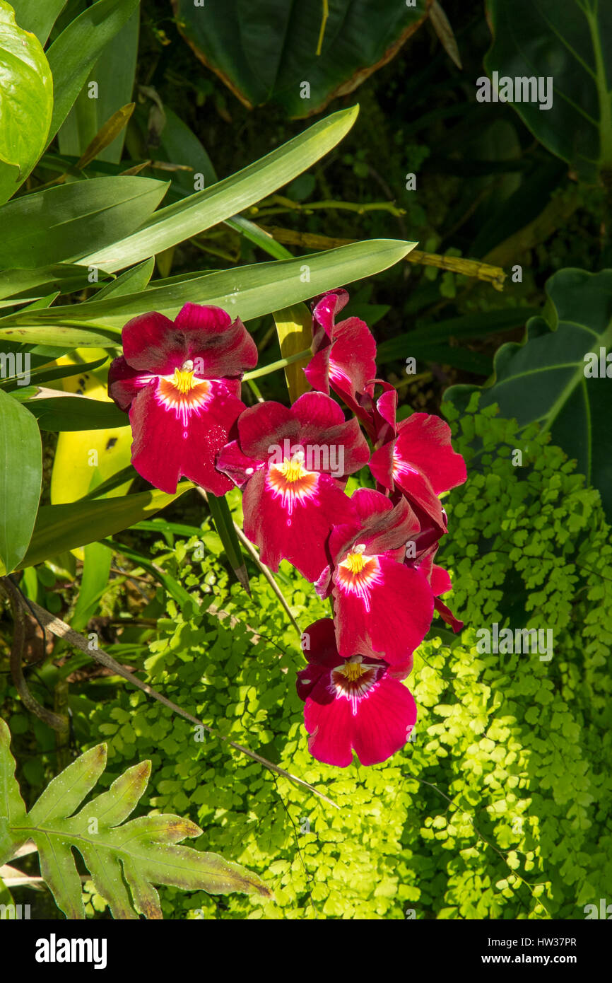 Cloud forest orchids hi-res stock photography and images - Alamy
