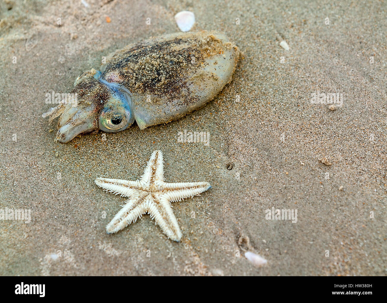 India, Goa. Early morning on the beach Colva. Cuttlefish and starfish ...