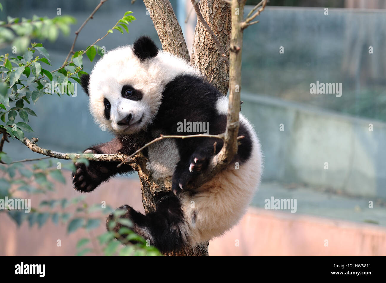 Baby panda hi-res stock photography and images - Alamy