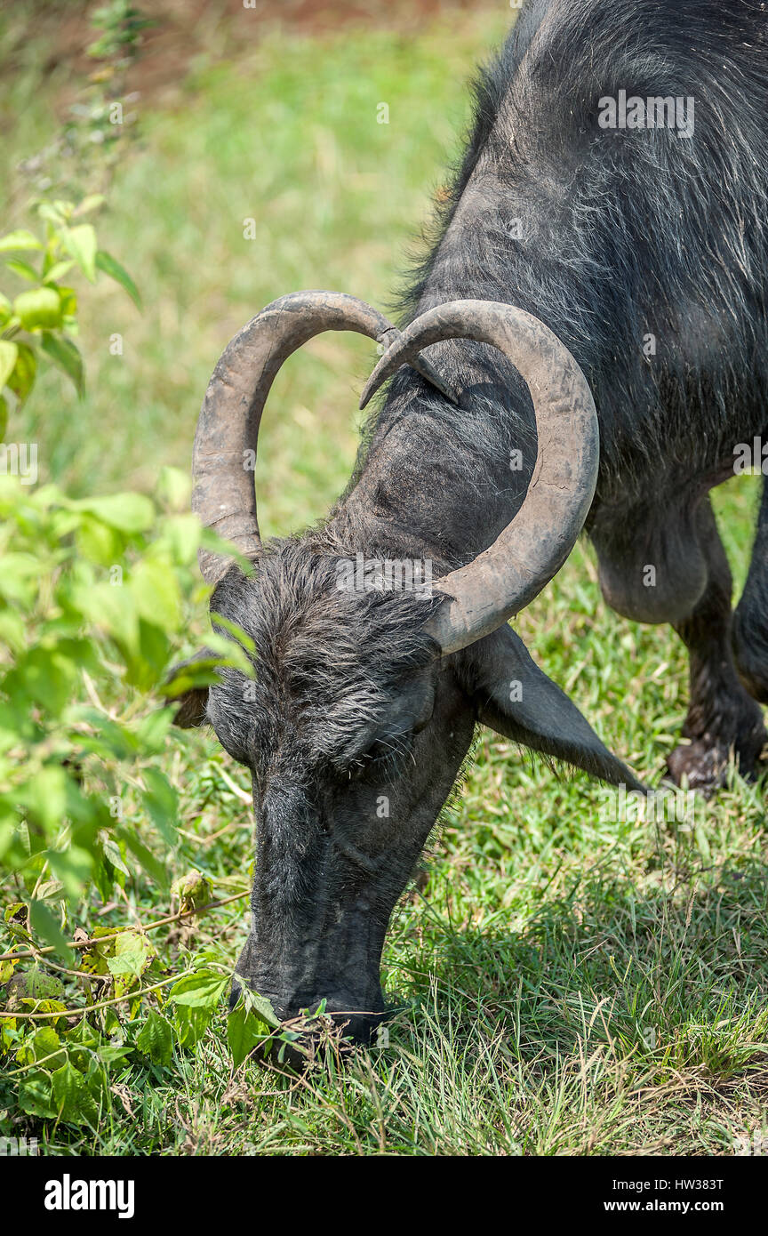 Buffaloes village india hi-res stock photography and images - Alamy