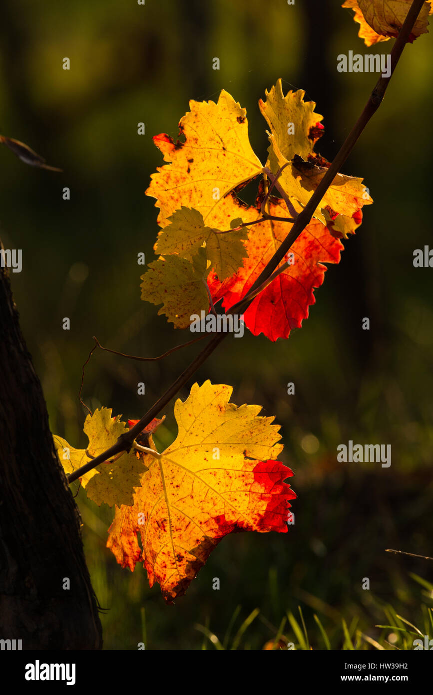vineyards in autumn Stock Photo - Alamy