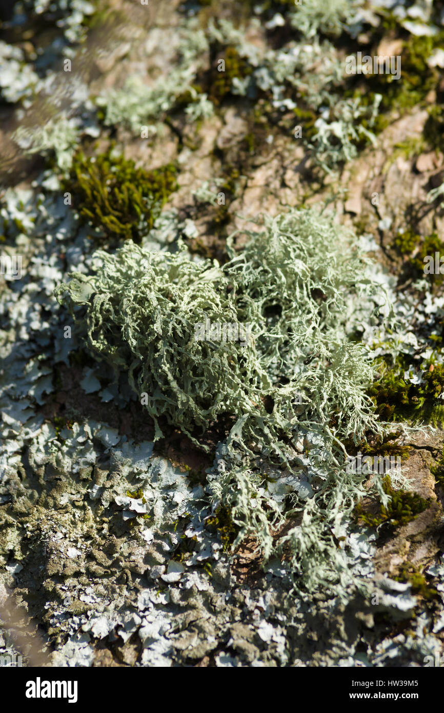 Oak moss lichen hi-res stock photography and images - Alamy