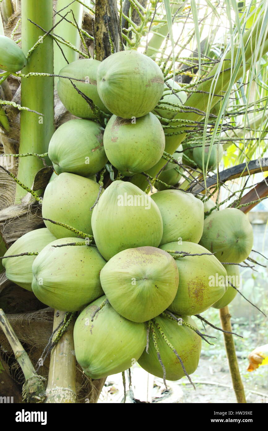 Healthy coconut tree hi-res stock photography and images - Alamy
