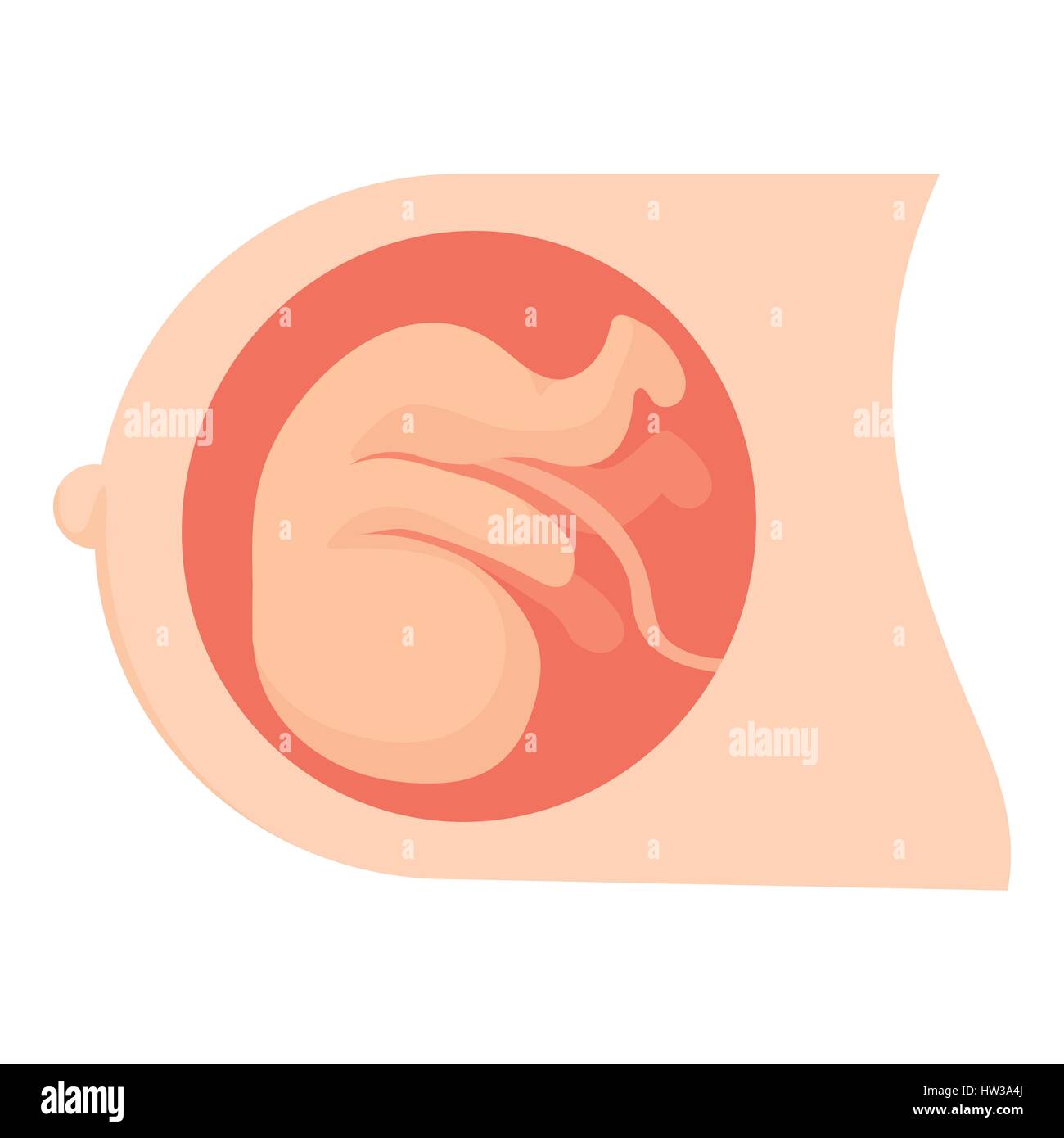Baby in womb cartoon icon hi-res stock photography and images - Alamy
