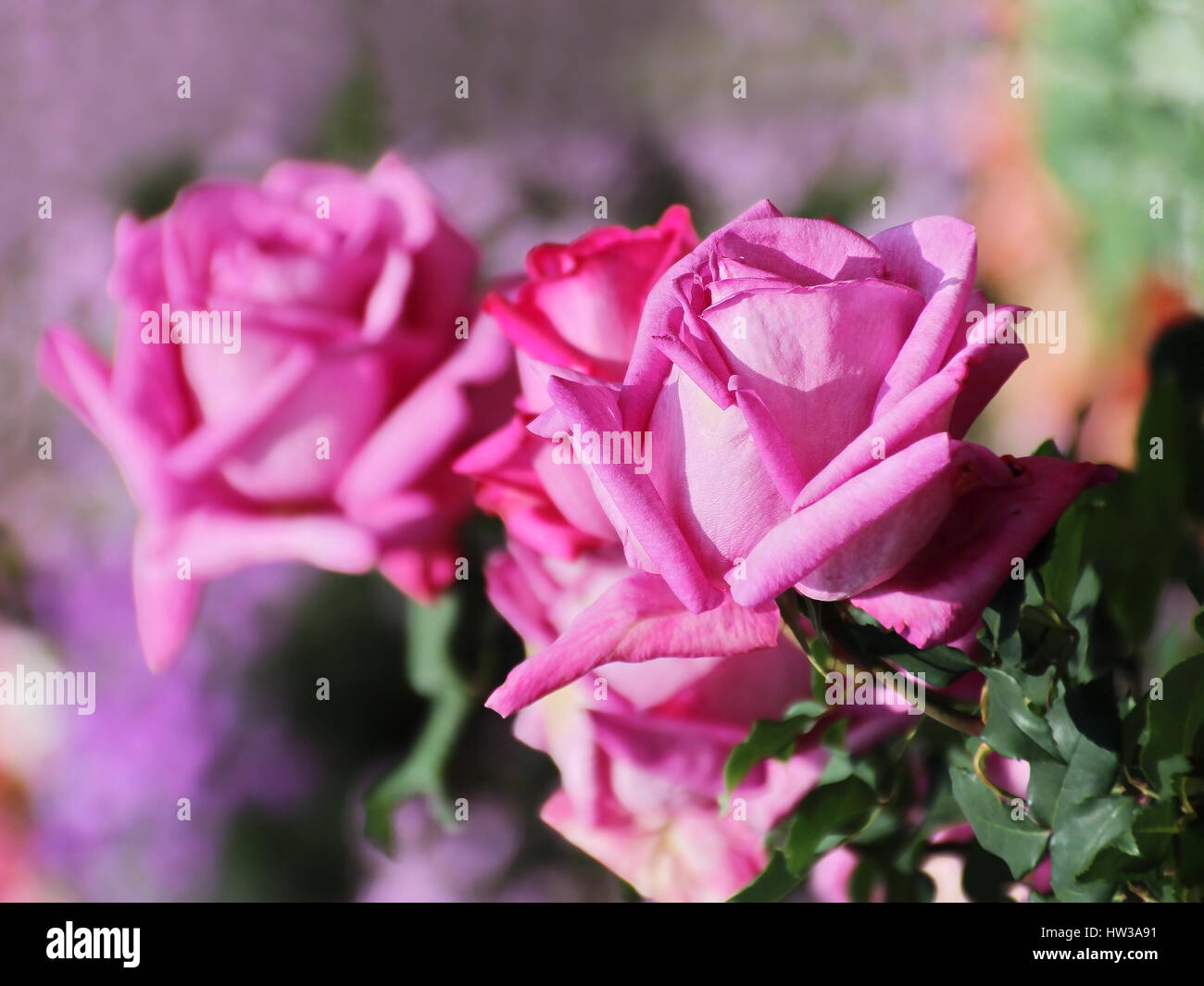 Pink Rose in the Garden in Chiang Mai, Thailand Stock Photo - Alamy