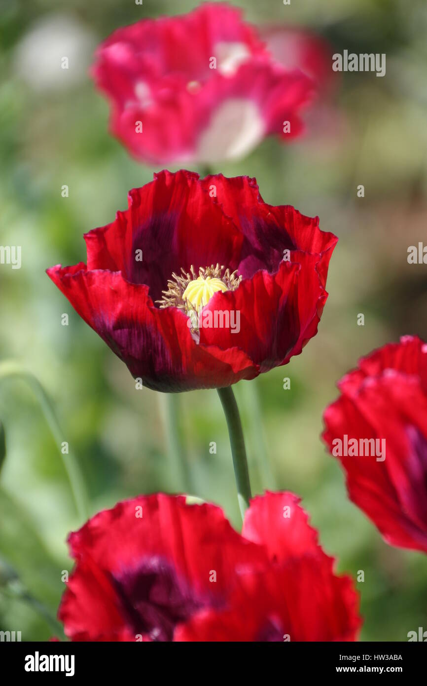 Red Opium Poppy Flower in Chiang Mai, Thailand Stock Photo - Alamy