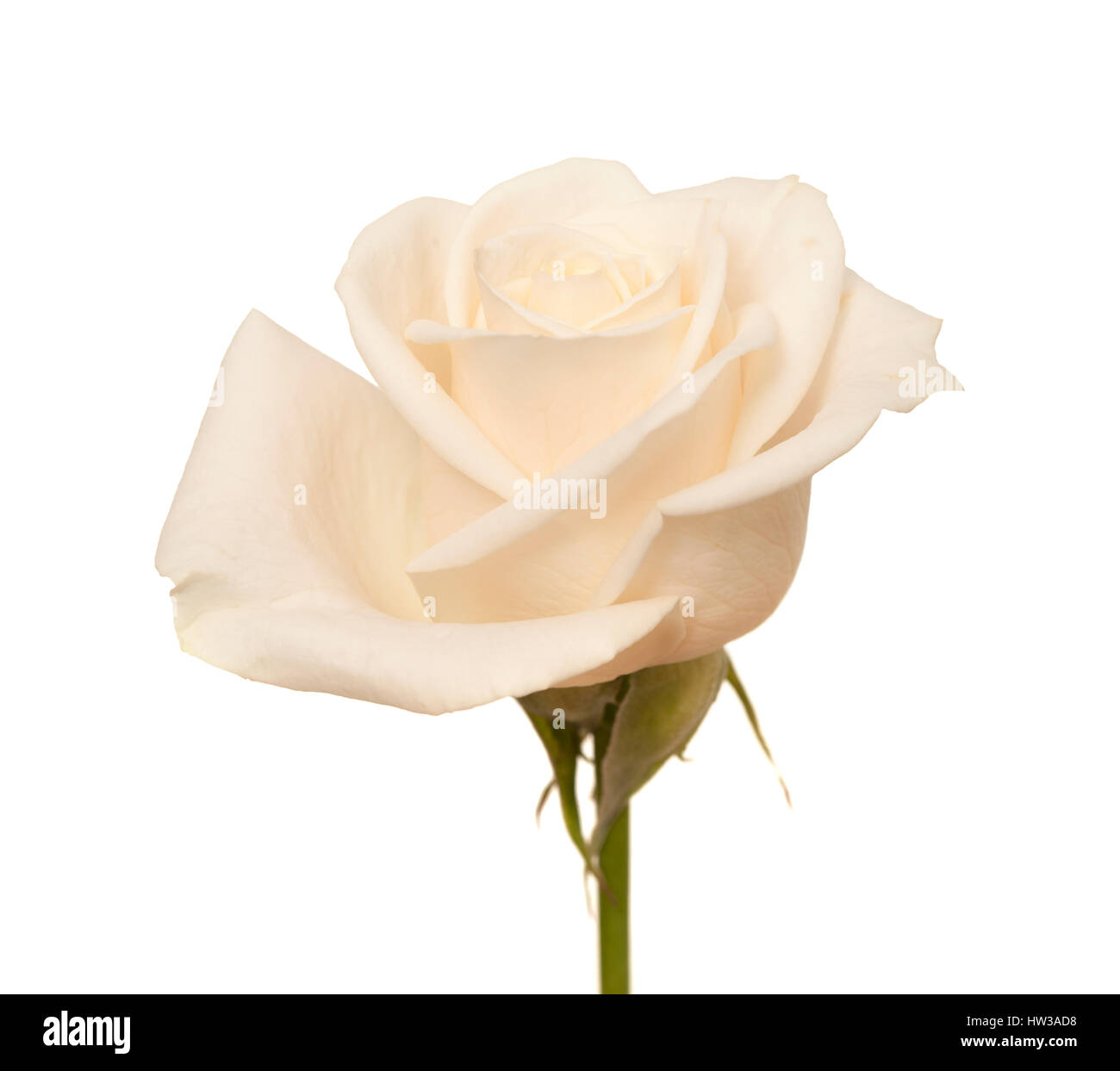 very pale pink rose isolated on white background Stock Photo - Alamy