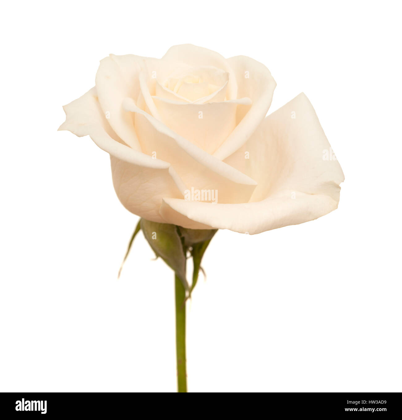 very pale pink rose isolated on white background Stock Photo - Alamy