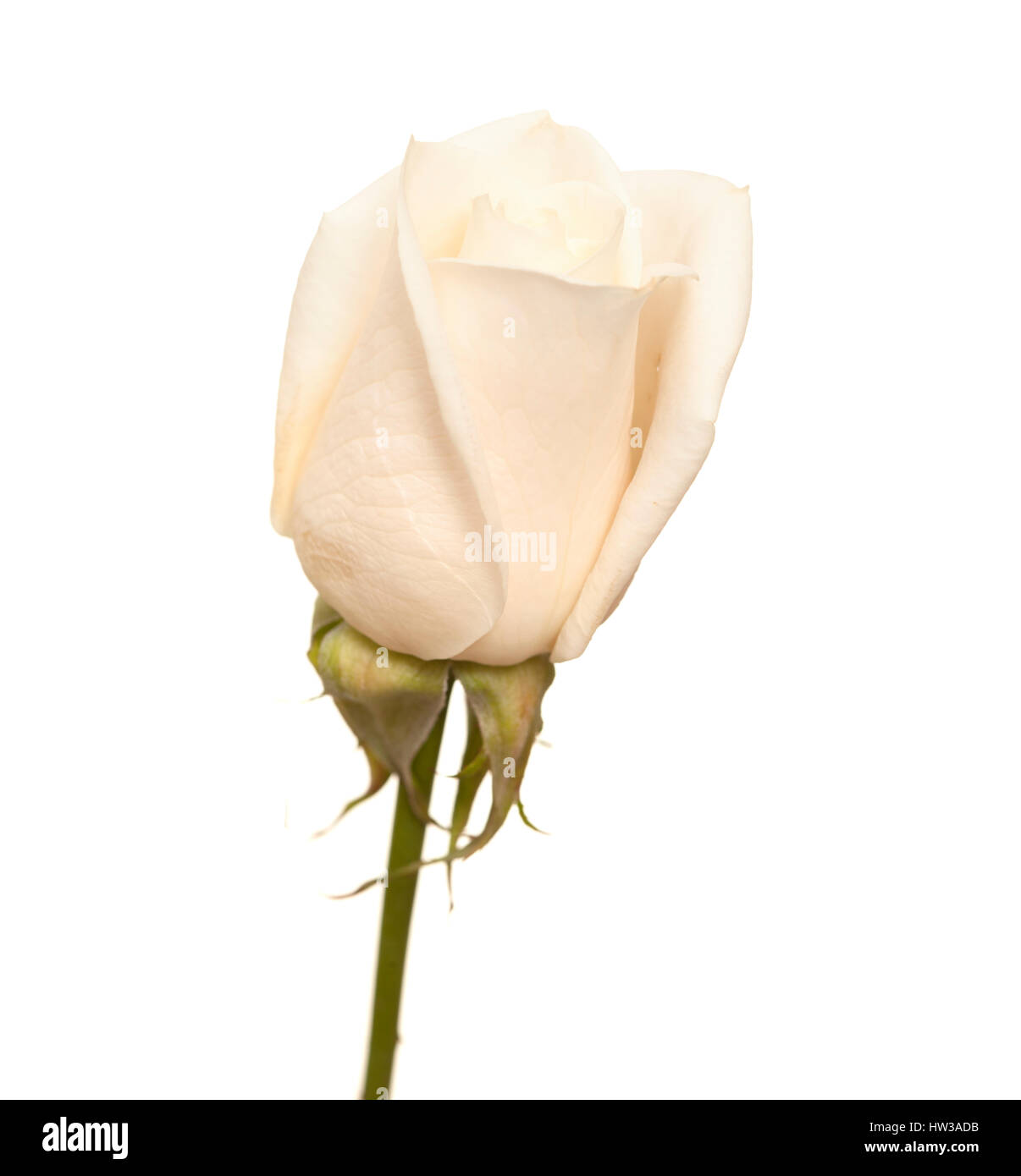 Closed bud pink rose Cut Out Stock Images & Pictures - Alamy